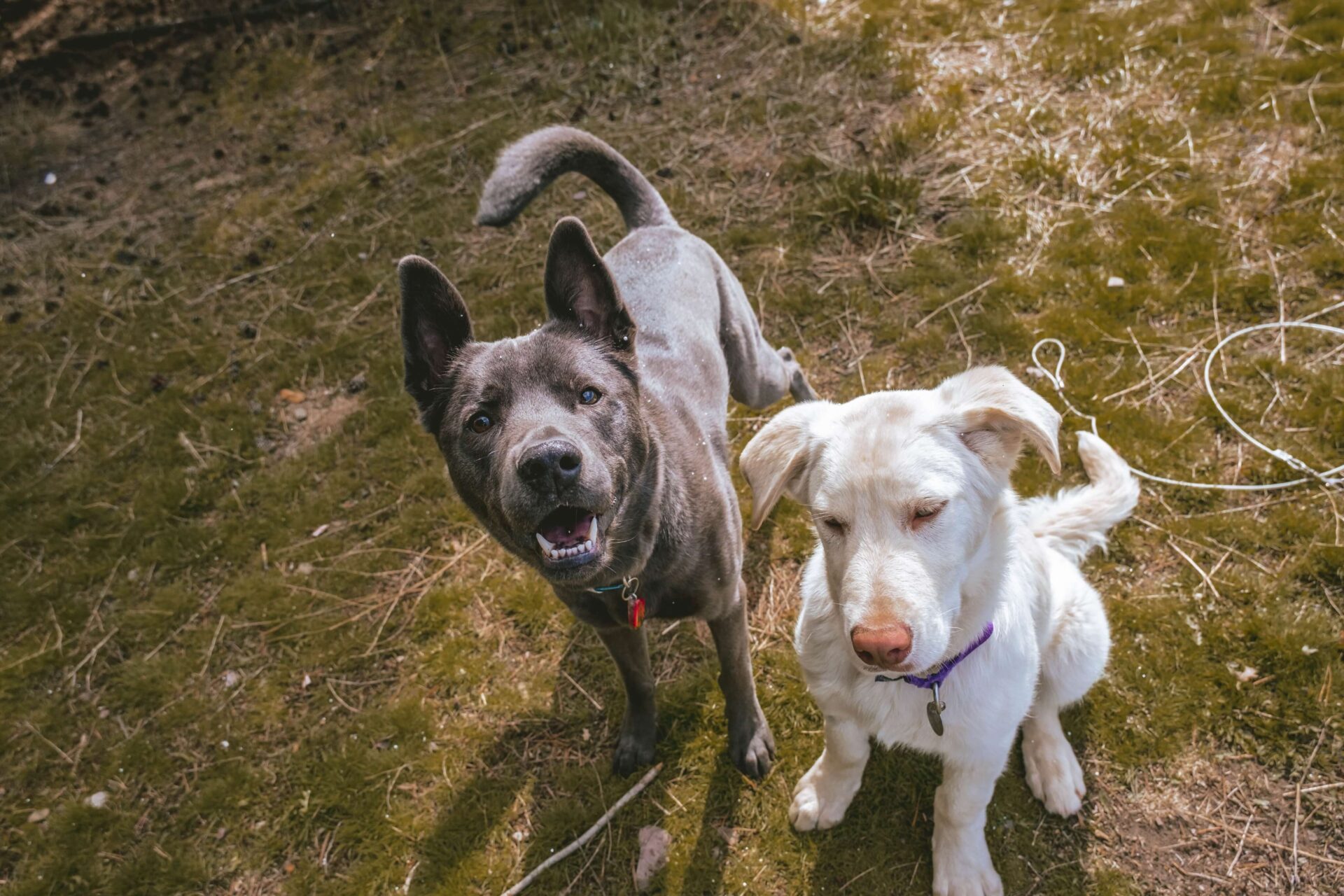 Home to Home | Humane Society of Western Montana