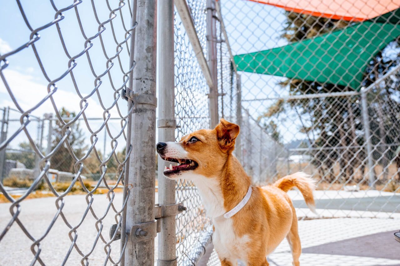 Microchipping | Humane Society of Western Montana